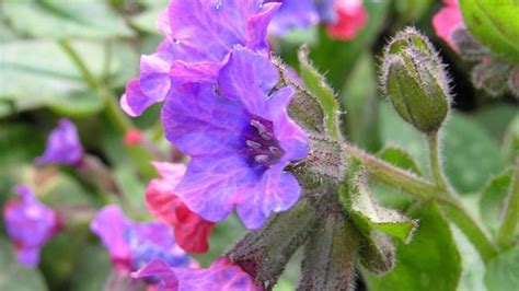 Ciğer Otu Nedir Ciğer Otunun Faydaları Nelerdir Ciğer Otu Ne Işe