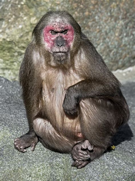 Stump Tailed Macaque 6 Stock Image Image Of Wildlife 185476989