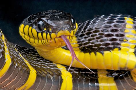 Real Flying Snake