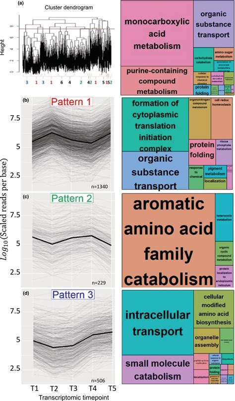 Major Patterns Of Gene Expression Clusters Through The Time Series With
