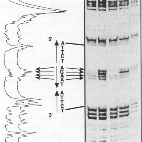Methylation Interference Pattern Of Hsf With The Wild Type Hse Bbound Download Scientific
