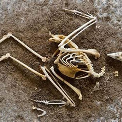 Do Birds Have Bones Diy Seattle