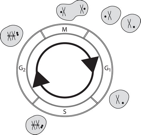 Cell Division Drawing Free Download On Clipartmag