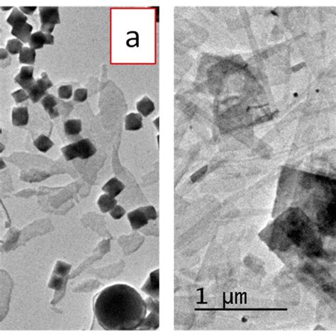 Tem Micrographs Of Precipitates Obtained After Treating At 50 °c For