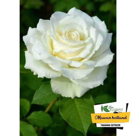 Jual Bibit Bunga Mawar Holland Putih Jumbo Bunga Hidup Besar Shopee