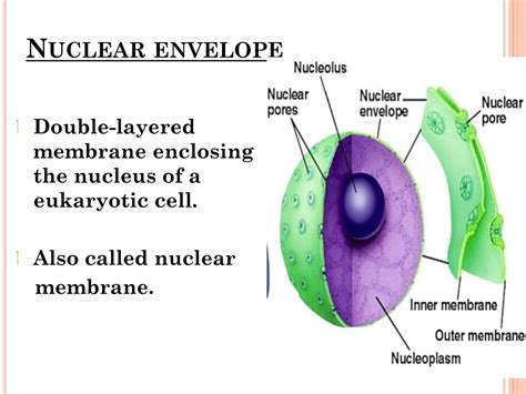 Ppt Understanding The Structure And Function Of The Nucleus