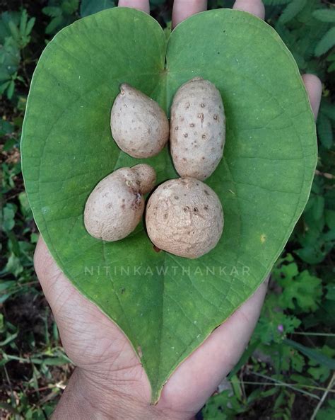 Dioscorea Eflora Of India