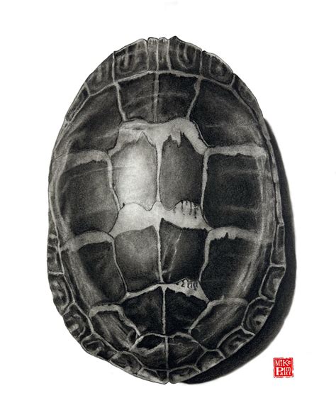 Turtle Shell Outline