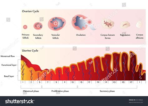Ovulation Chart Showing Ovarian Cycle Uterine Stock Illustration