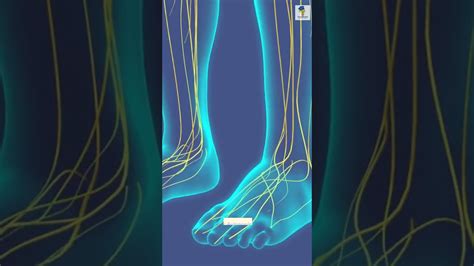 Diabetic Neuropathy Shorts Diabetes Neuropathy Neuropathytreatment Diabetes