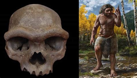 Dragon Mans Skull Mystery Finally Solved After 146 000 Years