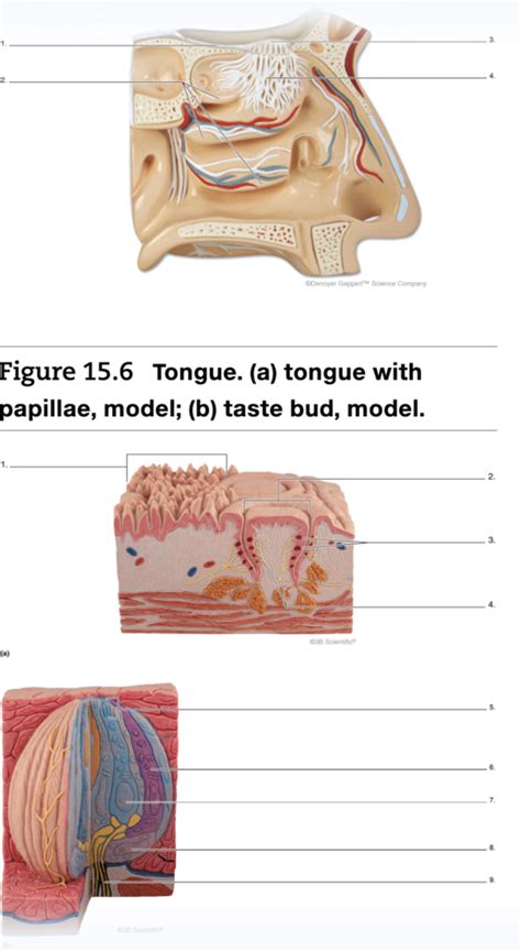 Olfaction And Gustation Diagram Quizlet