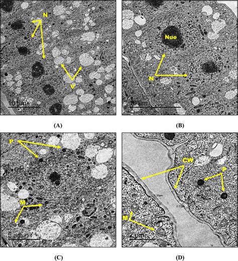 Transmission Electron Micrographs Of Control Root Tip Cells Of Maize