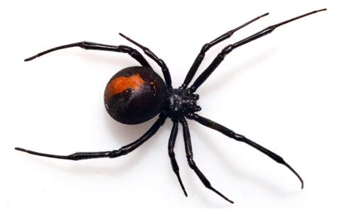 Black Widow Spiders Wallpapers Top Free Black Widow Spiders