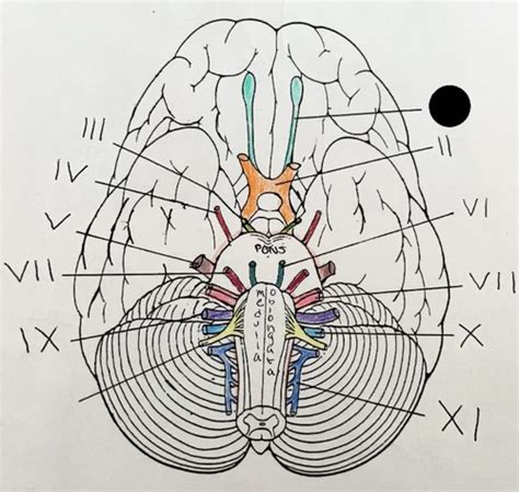 Cranial Nerves Flashcards Quizlet