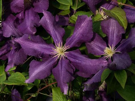 When To Plant Clematis Green Packs