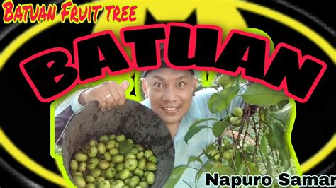 Harvesting A Batuan Fruit Puno Ng Batwan Batwan Tree Youtube