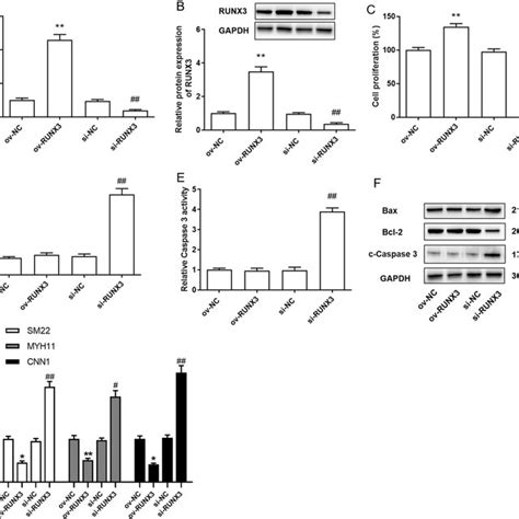 Effect Of Runx3 Overexpression And Inhibition On Cell Proliferation And Download Scientific