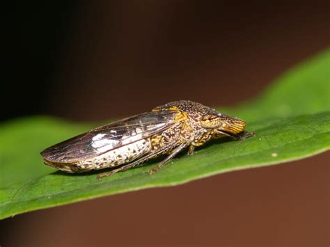 Sharpshooter Insect Control Tips On Managing Glassy Winged