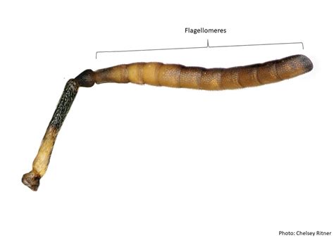 Lestis Exotic Bee Id