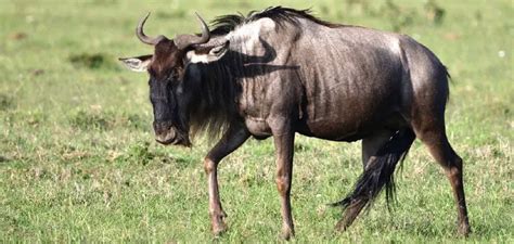 Gnu Spiritual Meaning Symbolism And Totem Explained 2026