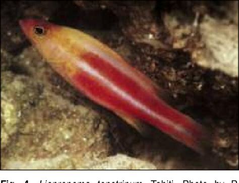 Gymnothorax Elegans Semantic Scholar