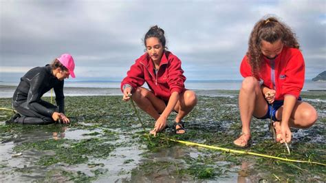 Cornell University On Linkedin Eelgrass A Type Of Flowering Seagrass