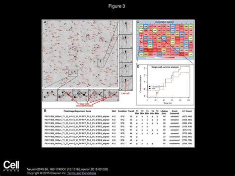 Cell Based Screening Extracting Meaning From Complex Data Ppt Download