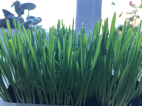 Create Meme Fresh Herbs Grass Pictures Meme