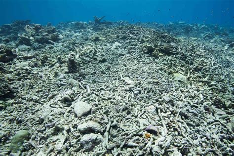 What Are Ocean Dead Zones Definition Causes And Impact