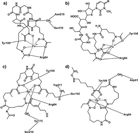 General Structures Of Hydroxamate Type Siderophores And Their Hydrogen