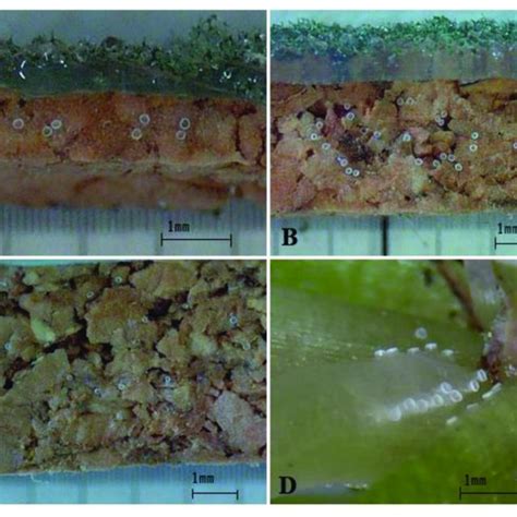 Number Of Oviposited Eggs Per Three Pairs Of Orius Minutus And Egg