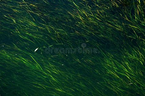 River Grasses Abstractbackground Picture Image 527970