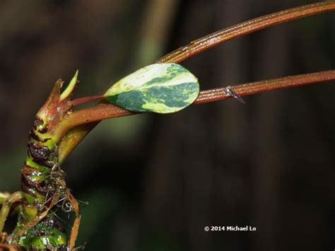The Rainforests Of Borneo And Southeast Asia Bucephalandra Bogneri