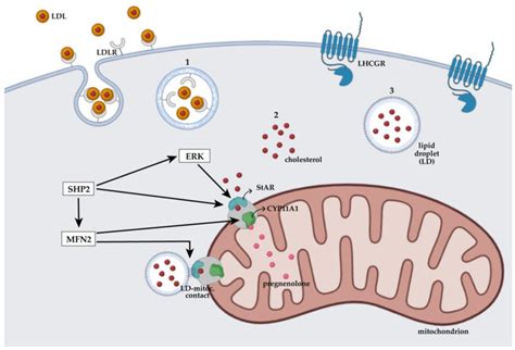Mitochondrial Dynamics As Potential Modulators Of Hormonal Therapy