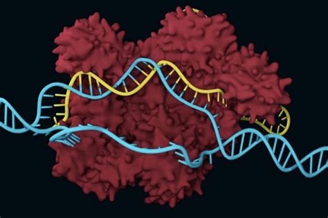 CRISPR A GAME CHANGING CRISP GENETIC TOOL Welcome To Dr Jayanth