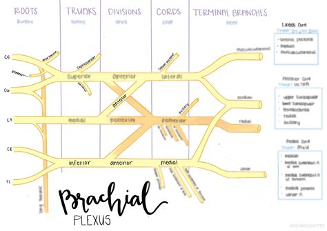 Brachial Plexus Study Sheet Etsy