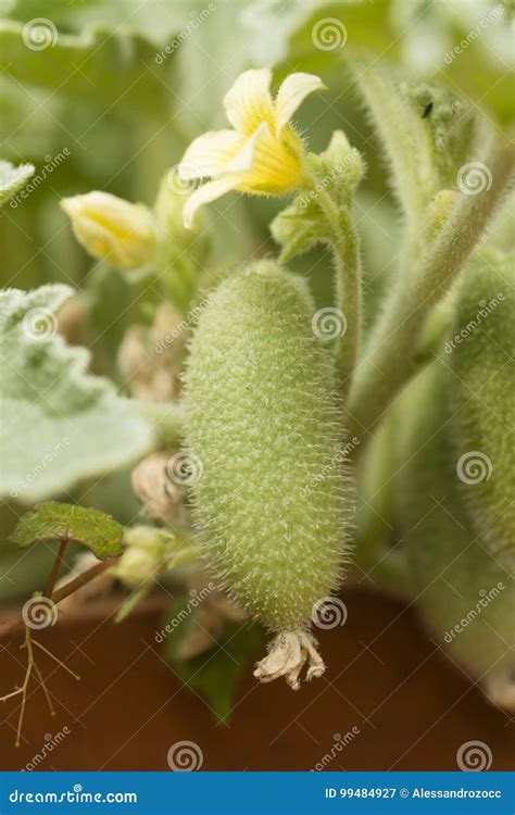 Flower And Fruit Of Squirting Cucumber Or Exploding Cucumber Stock Image Image Of Green