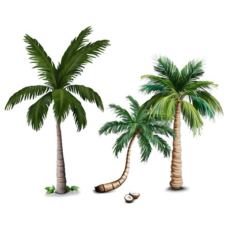 Download Small Coconut Tree Png Vap86
