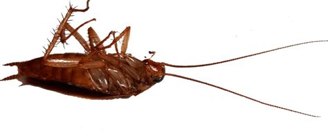 Download Dead Cockroachon Back