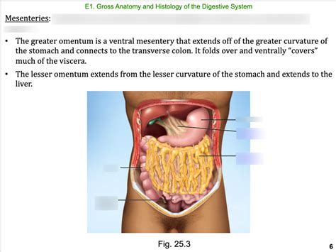 Mesenteries Diagram Quizlet