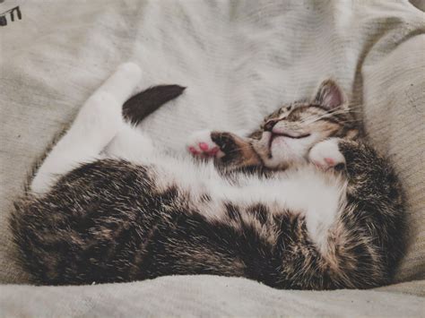 Sleepy Beans R Toebeans