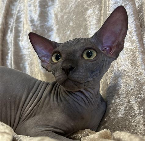 Lavender Sphynx Cat Colors