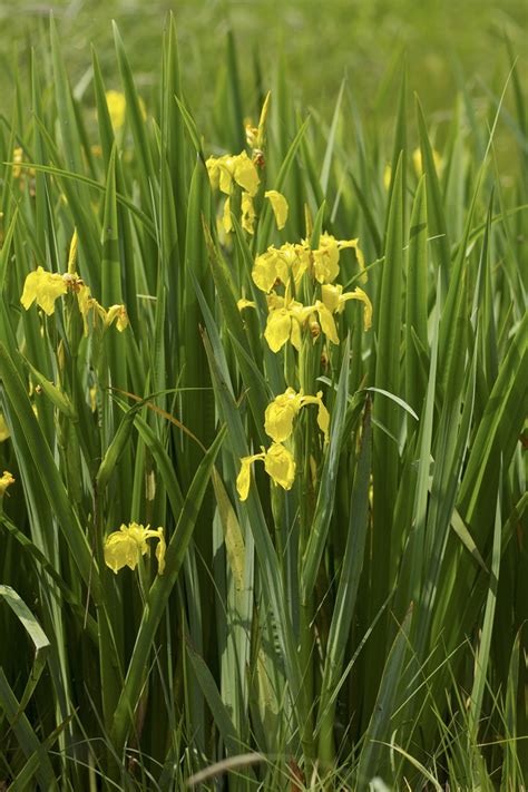 Iris Pseudacorus Yellow Flag Yellow Flag Iris North Carolina