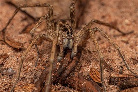 Premium Photo Small Wolf Spider