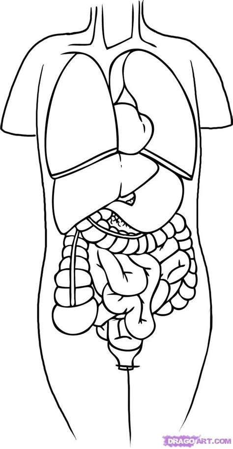 Anatomy Coloring Book Human Body Drawing Human Anatomy And Physiology