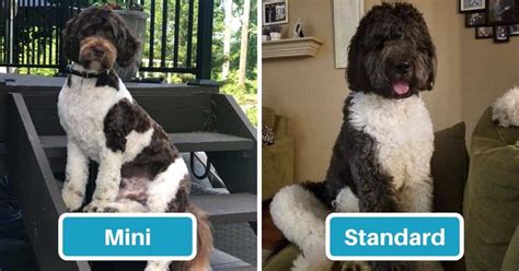 Sheepadoodle Size Full Grown How Big Do Sheepadoodles Get Micro
