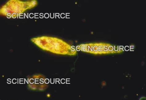 Euglena Light Micrograph Stock Image Science Source Images