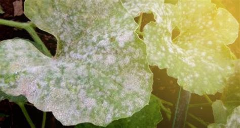 Microsphaera Diffusa Kampustanicom