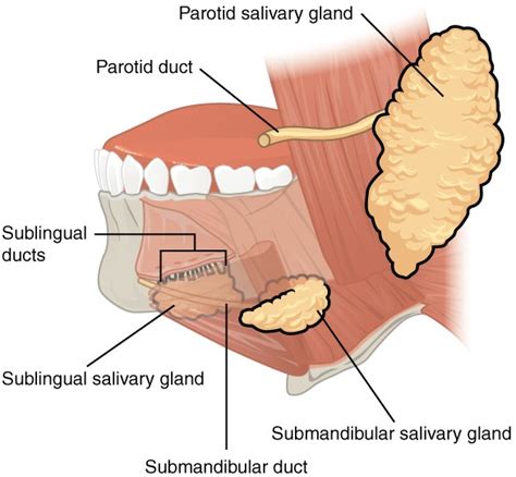 The Mouth Pharynx And Esophagus Anatomy And Physiology Ii